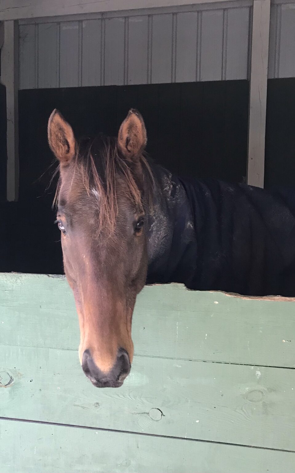 DIY Insulated Horse Water Buckets - The Practical Horsewoman
